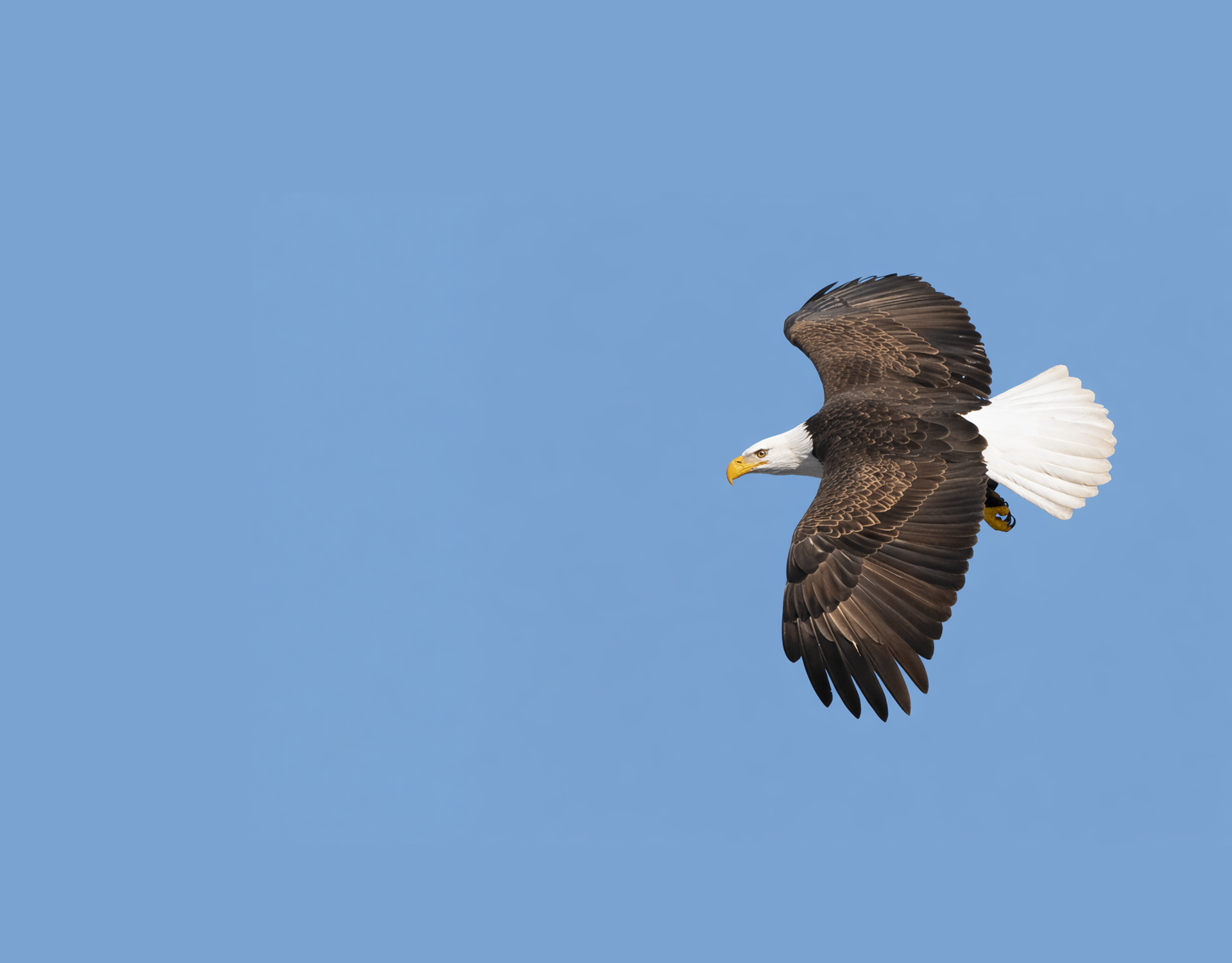 Bald Eagle Info - America's National Bird | Facts, Photos & Conservation