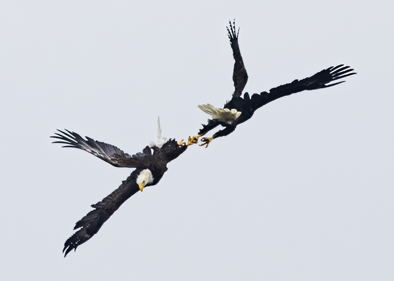 Bald Eagle Info - America's National Bird | Facts, Photos & Conservation